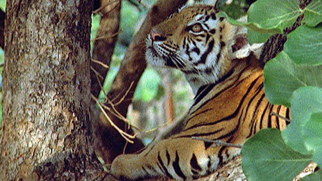 BBC Two - Land of the Tiger, The Tiger's Domain, Time to play