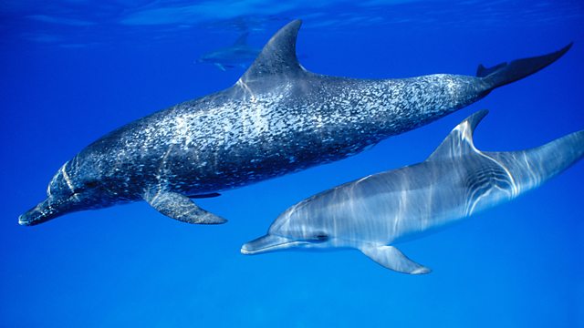 BBC ALBA - Aithne air Ainmhidhean/All About Animals