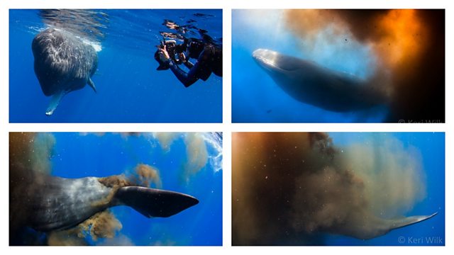 BBC Radio 5 Live - 5 Live In Short, Divers 'soaked in faeces' in whale ...