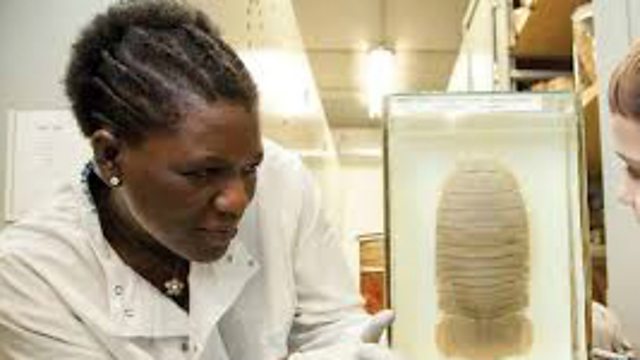BBC Radio 4 - Natural Histories, Anemone