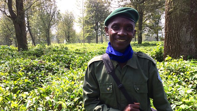 BBC Two - Gorilla Family & Me - Making Gorilla Family & Me