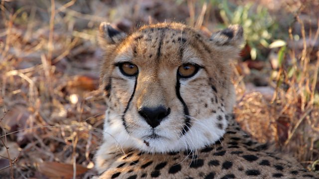 BBC One - Nature's Miracle Orphans - Animals in trouble