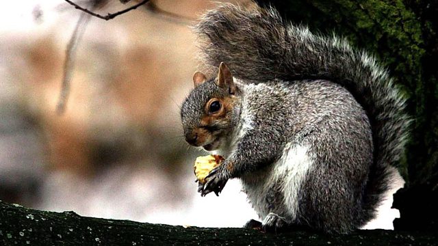 BBC Radio 5 Live - 5 Live In Short, Wildlife expert: Cull grey ...