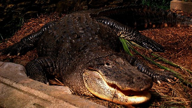 BBC Radio 5 Live - 5 Live In Short, 15-foot alligator strolls across ...