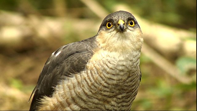 Videos - Springwatch 2016 - BBC