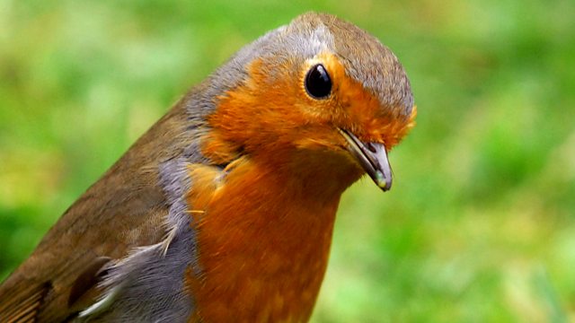 RSPB: Feed the Birds - Performances - BBC at the Edinburgh Festivals ...