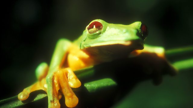 BBC Radio 3 - Late Junction, Verity Sharp, "The frogs were singing so ...