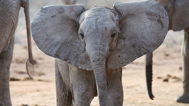 BBC Two - Gordon Buchanan: Elephant Family & Me