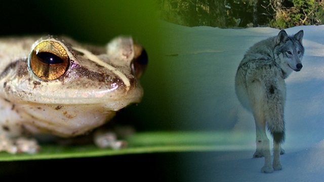 BBC Two - Super Senses: The Secret Power of Animals