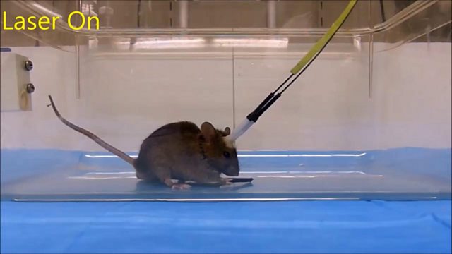 BBC World Service - Newsday, How to turn mice into efficient killers