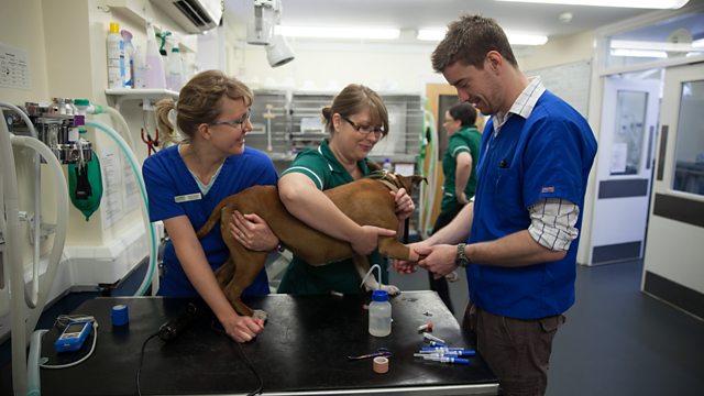 BBC One - Vets 24/7