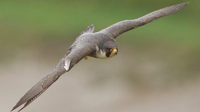 Videos - Springwatch 2017 - BBC