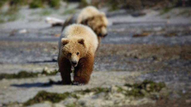 BBC One - Wild Alaska Live