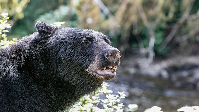 BBC One - Wild Alaska Live - More stunning images from Wild Alaska Live