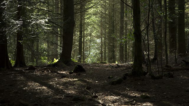 BBC Two - Springwatch - Explore a British forest through this beautiful ...