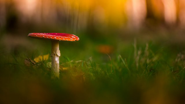 Autumnwatch 2017 - Autumnwatch 2017 - BBC