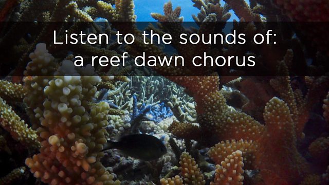 BBC One - Blue Planet II - Creating an underwater soundscape