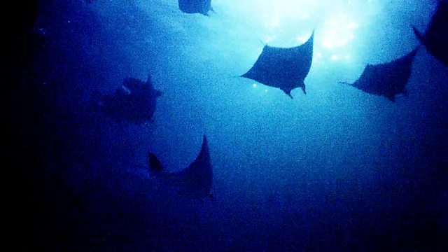 BBC One - Blue Planet II - Filming fish that change sex