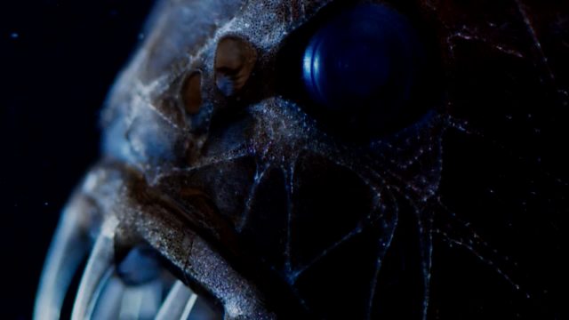 BBC One - Blue Planet II - Filming fish that change sex