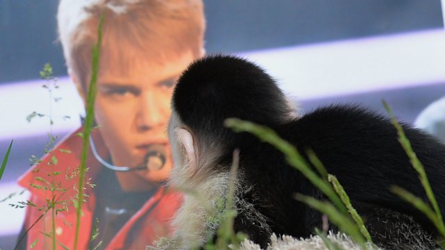 Justin Bieber's monkey 'has issues' - Music News LIVE - BBC