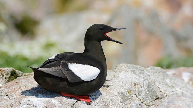 BBC Radio 4 - Tweet of the Day, Helen Moncrieff on the Black Guillemot