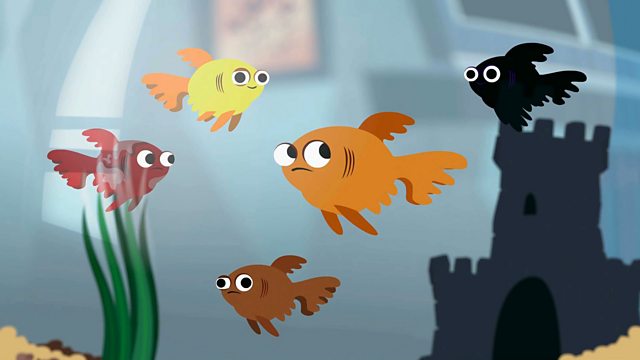 BBC - Learning, Terrific Scientific - Brain Freeze: Do goldfish have ...