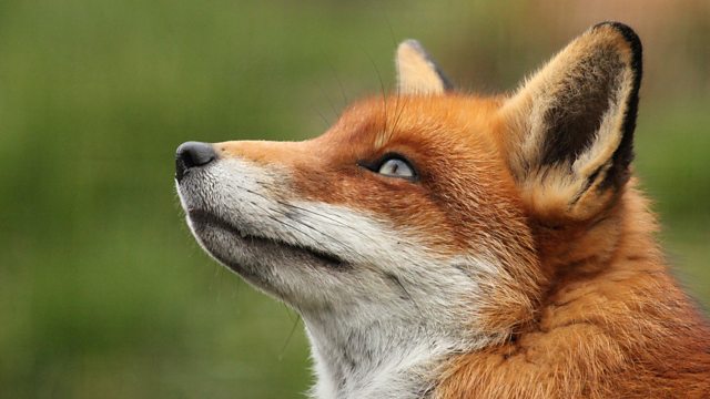 Springwatch 2018 Bbc