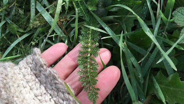 BBC Radio 4 - Ramblings, Series 41, A Cow Parsley Tattoo - Cambridgeshire