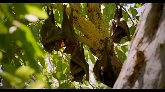 BBC One - Climate Change - The Facts, Climate Change - The Facts - Bats