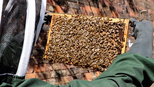 BBC - Teen beekeeper 'at one with nature'