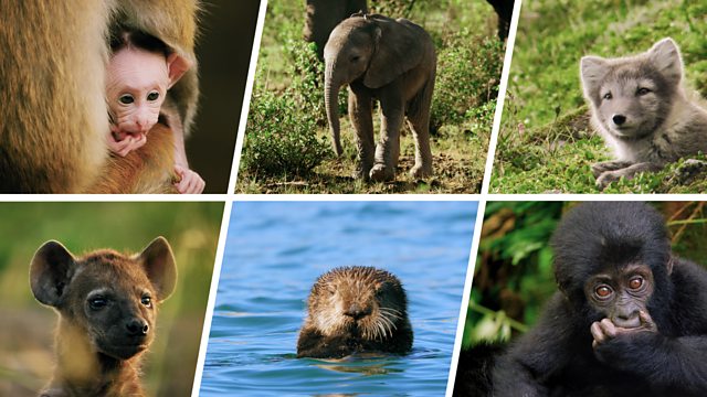 BBC Two - Animal Babies: First Year on Earth