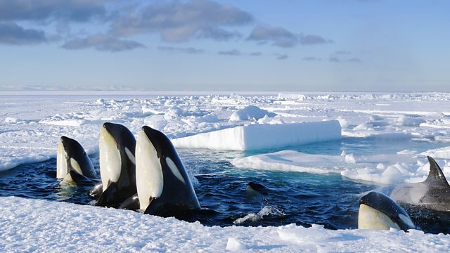 BBC One - Frozen Planet