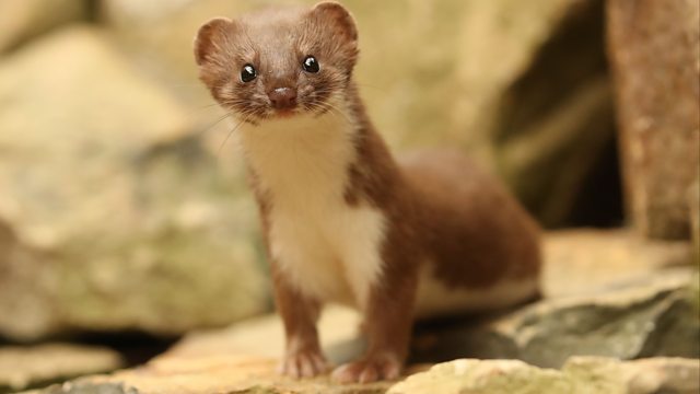 BBC Two - Natural World - Features