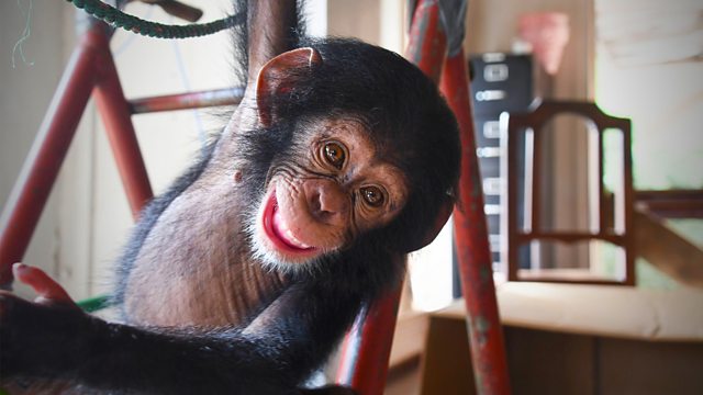 BBC Two - Baby Chimp Rescue