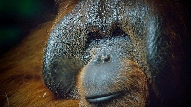 BBC One - Primates, Series 1