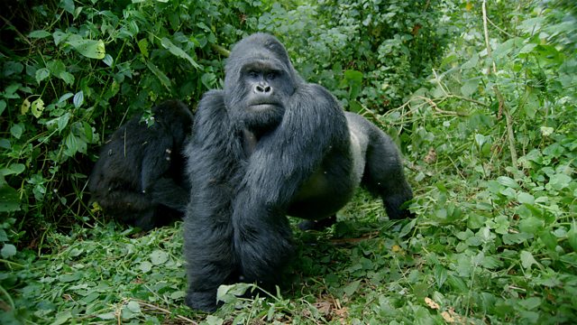 BBC One - Primates