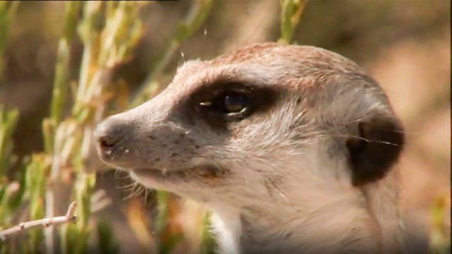 BBC Two - Meerkat Manor