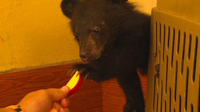 BBC Two - Bears About the House