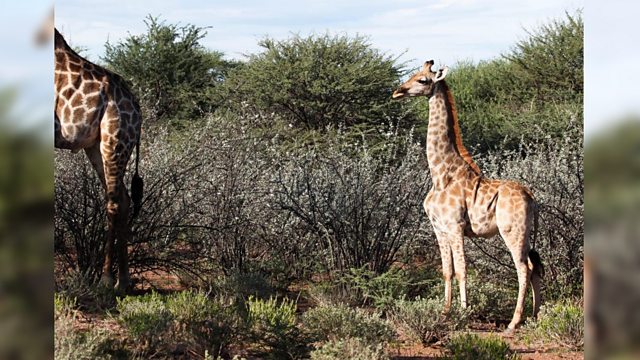 BBC World Service - Newsday, Gimli and Nigel: The half-sized giraffes