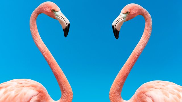 BBC One - The Mating Game