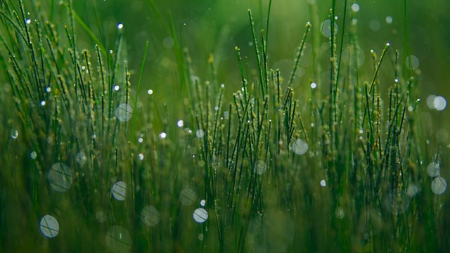 BBC One - The Green Planet - Tropical Worlds quiz