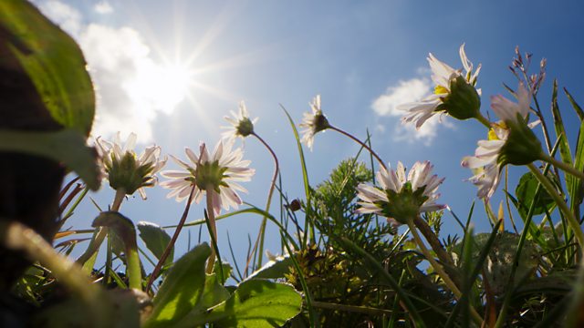 BBC One - The Green Planet - Tropical Worlds quiz