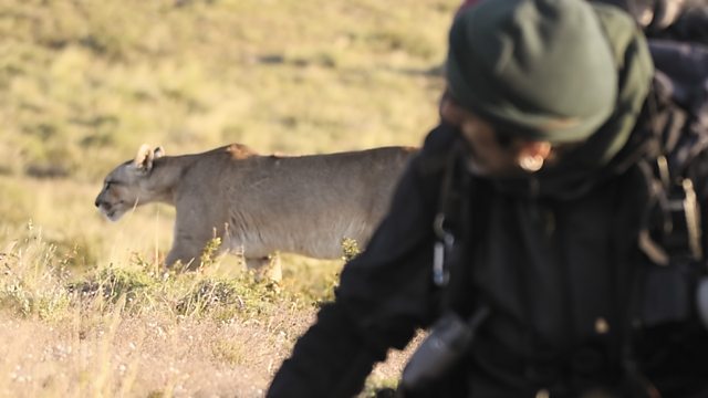 BBC One - Dynasties - Kidnapping babies and other strange meerkat behaviour