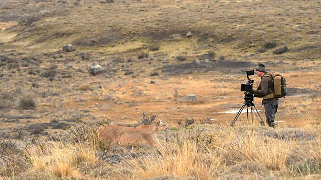 BBC One - Dynasties - Kidnapping babies and other strange meerkat behaviour
