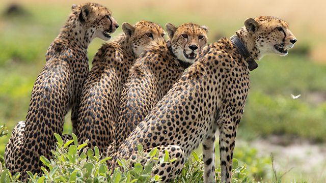 BBC One - Dynasties - Kidnapping babies and other strange meerkat behaviour