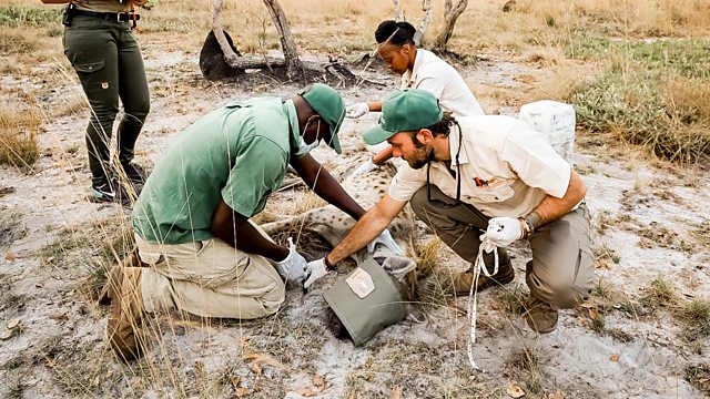 BBC One - Dynasties - Kidnapping babies and other strange meerkat behaviour