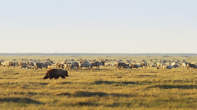 BBC One - Frozen Planet II - Pallas’s cats on the Mongolian Steppe