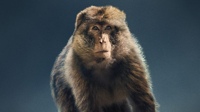 BBC One - Dynasties - Macaque ID guide