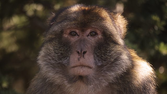 BBC One - Dynasties - Kidnapping babies and other strange meerkat behaviour