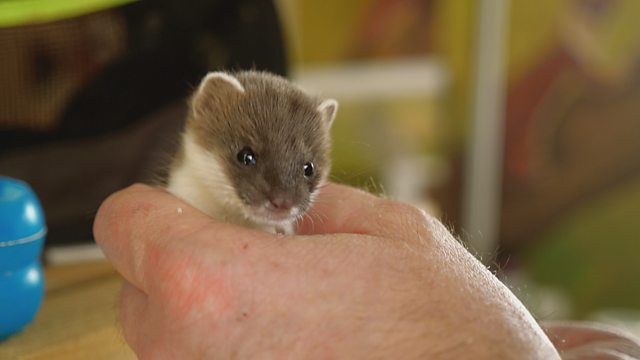 BBC One - The One Show, Stoat Rescue